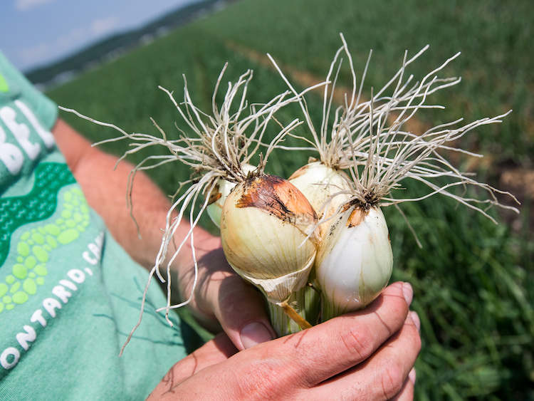 Pardner herbicide label expanded on some Allium crops on muck soils ...